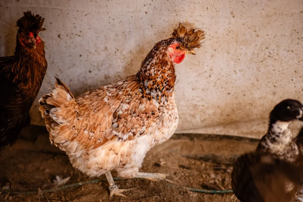 Sanjak Longcrower Chicken | Sugar Feather Farm