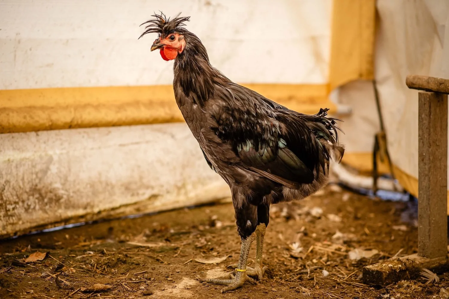 Ayam Cemani Chicks for Sale - Rare Black Chickens | Sugar Feather Farm ...