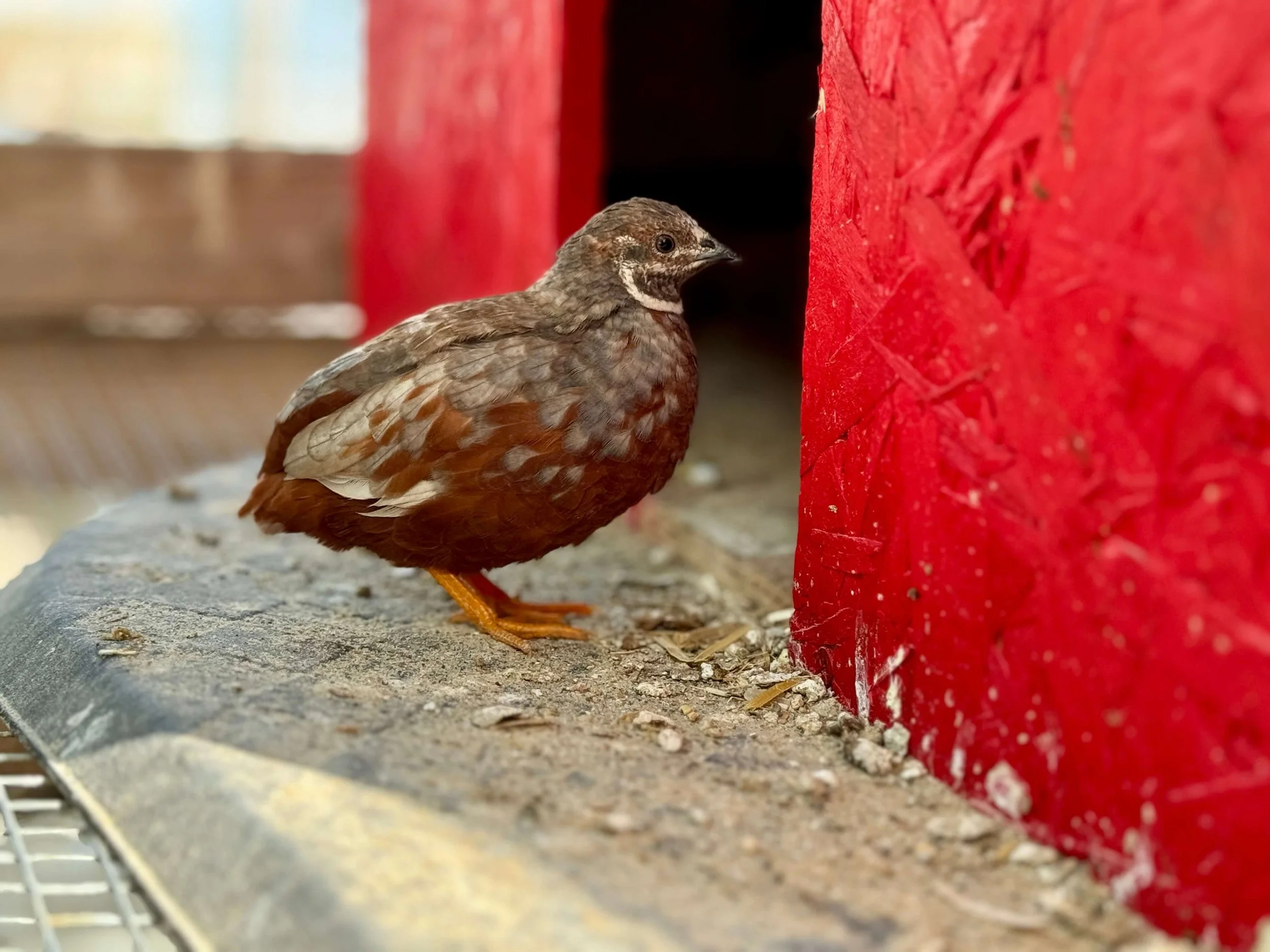 Button Quail Chicks | Sugar Feather Farm