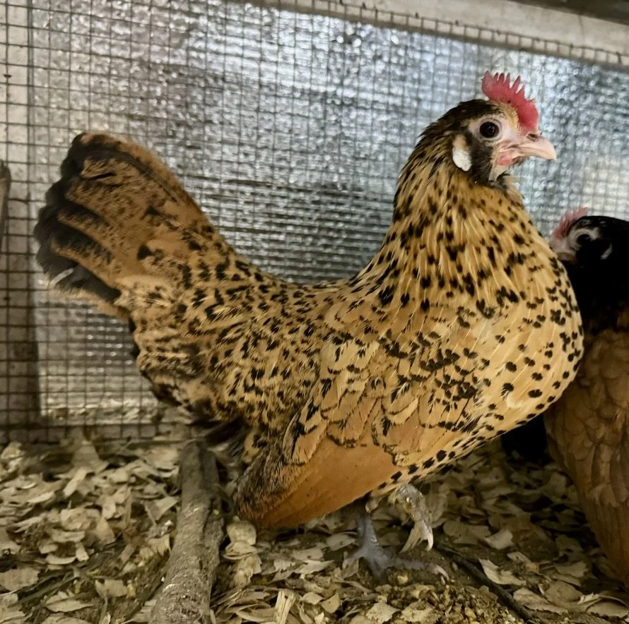 Favaucana Starter Pullet | Sugar Feather Farm