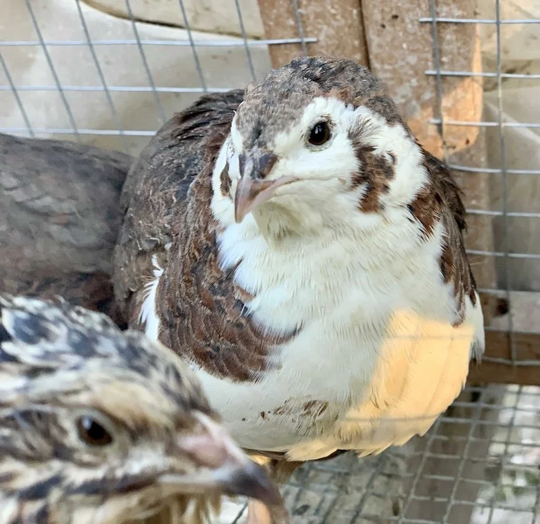 Coturnix & Celadon Quail | Eggs, Meat & Blue Egg Layers | Sugar Feather ...