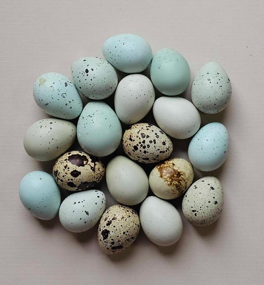 Coturnix & Celadon Quail Chicks | Eggs, Meat & Blue Egg Layers | Sugar ...