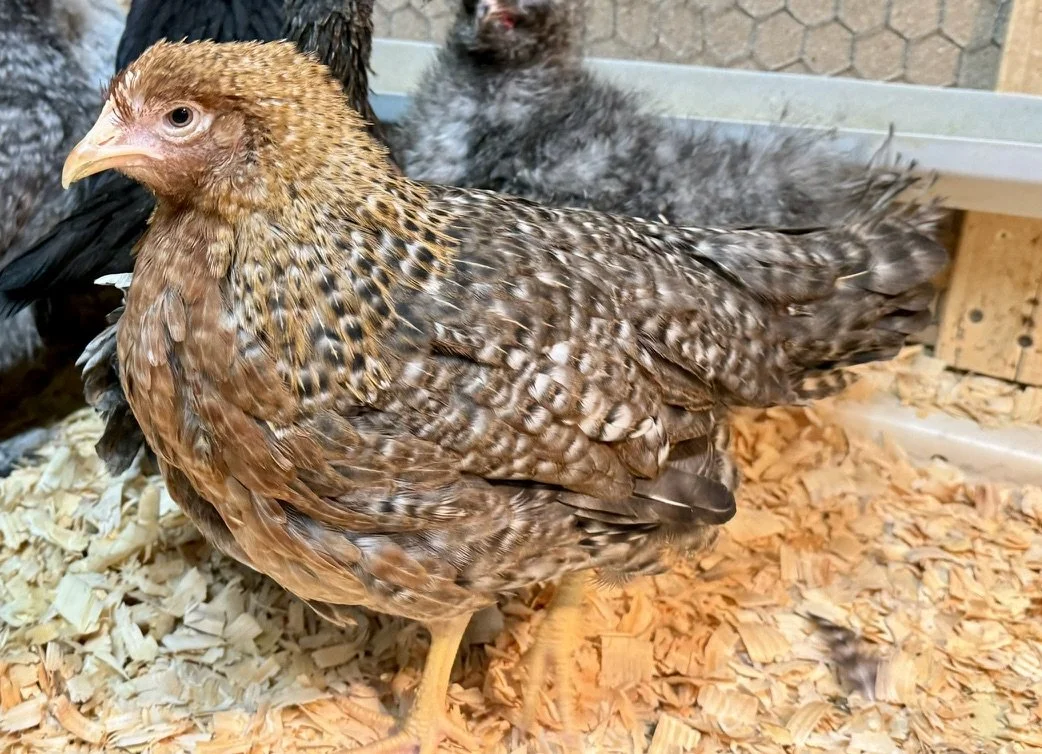 Serama Chicks for Sale | Mini Bantams & Teacup Chickens | Sugar Feather ...