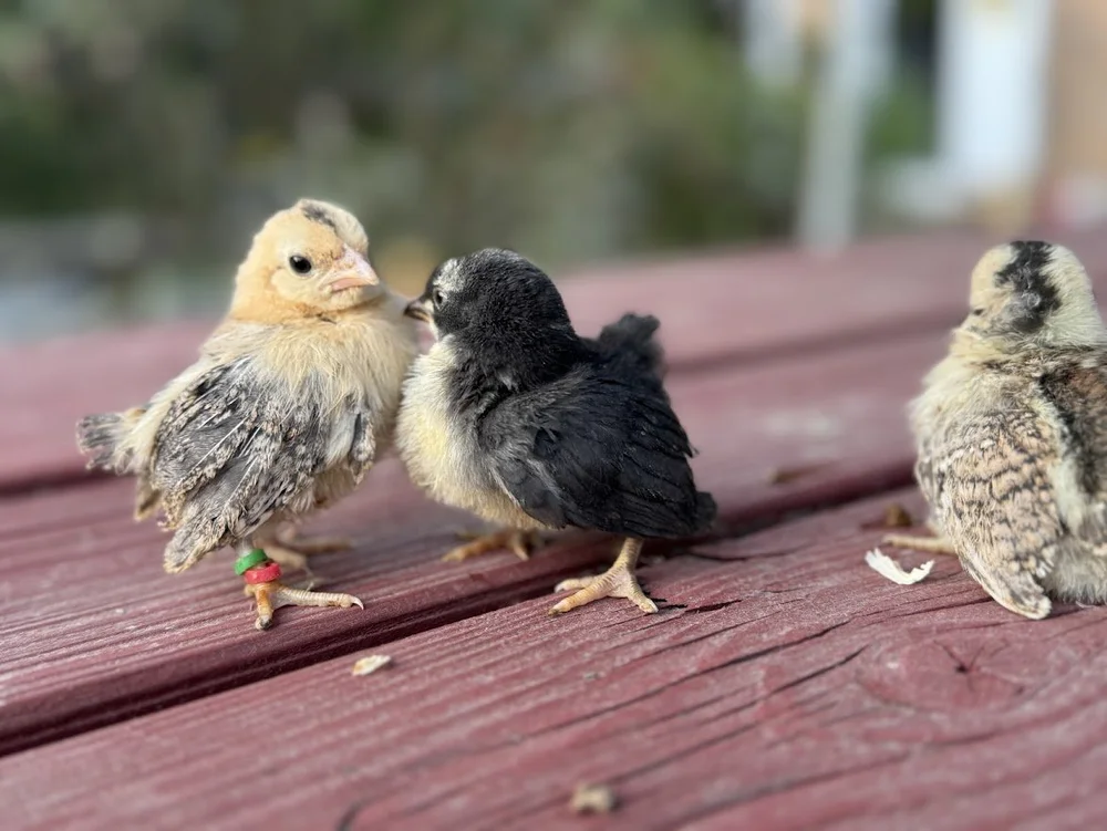 Serama Chicks for Sale | Mini Bantams & Teacup Chickens | Sugar Feather ...