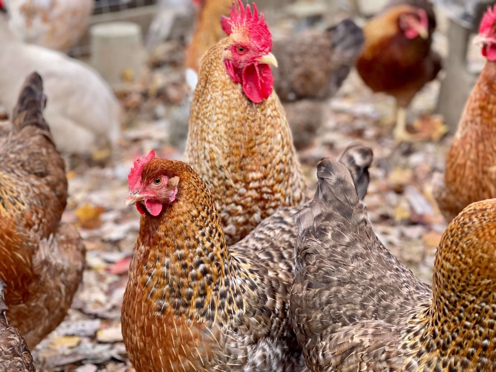 Hmong Chicks | Sugar Feather Farm