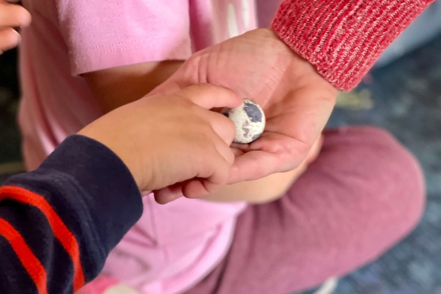 Keeping Chickens in Schools | Educational Poultry Programs & Consulting ...