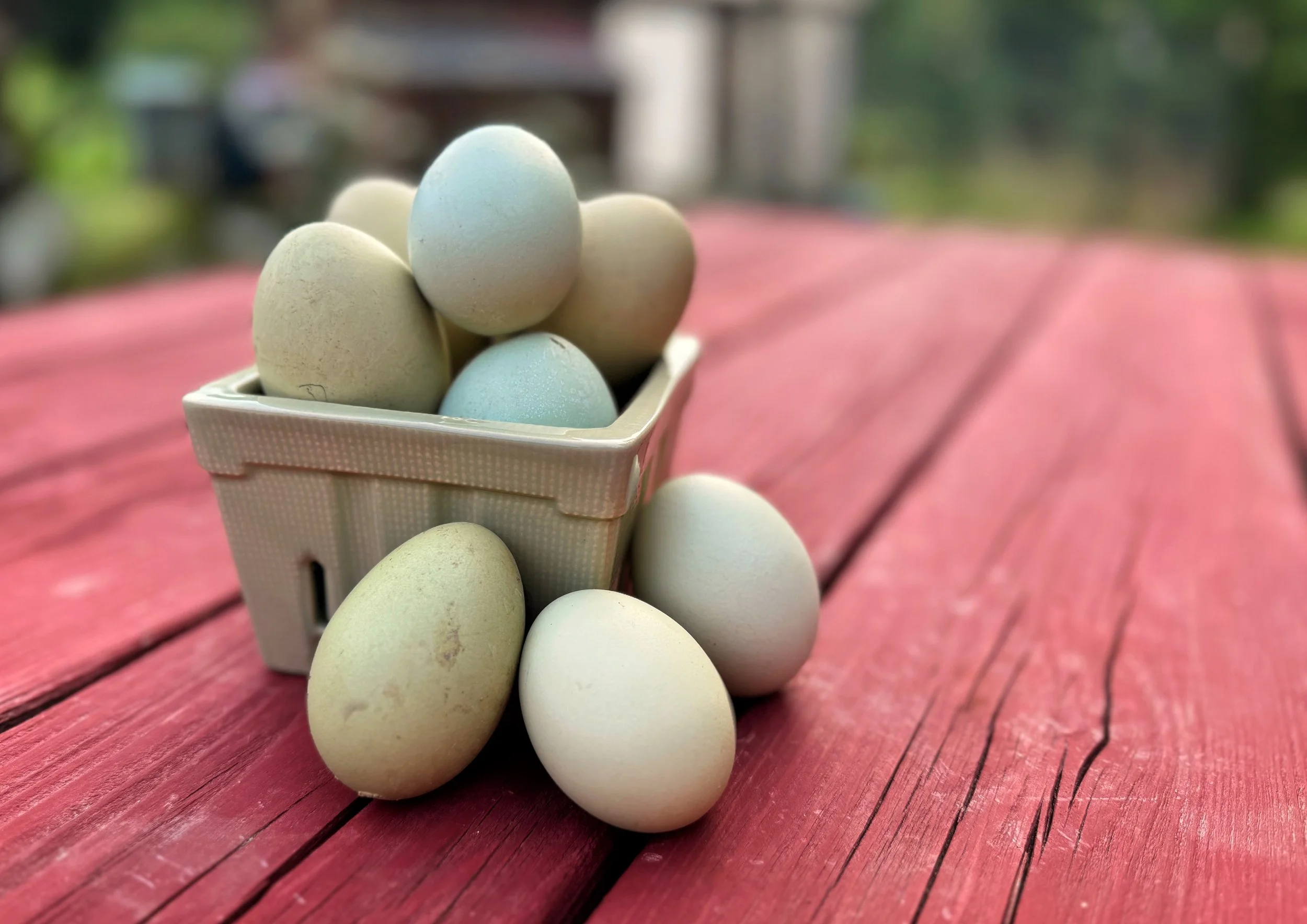 Tolbunt Polish Chicks | Sugar Feather Farm
