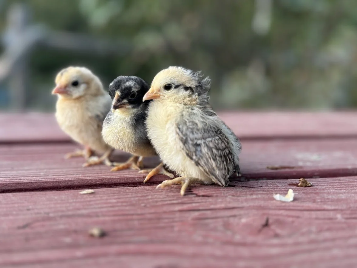 Serama Chicks for Sale | Mini Bantams & Teacup Chickens | Sugar Feather ...