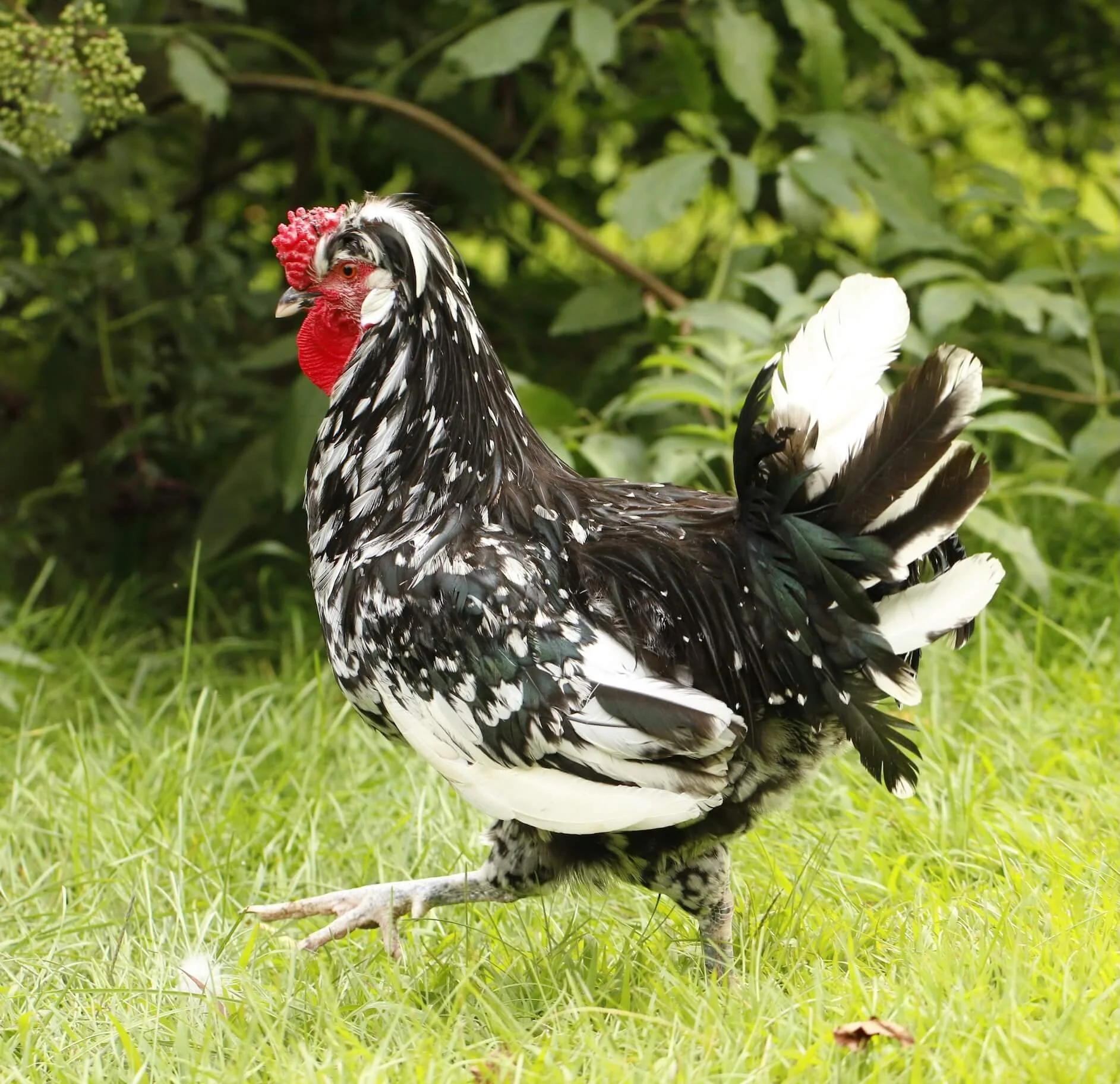 Ayam Cemani Chicks for Sale - Rare Black Chickens | Sugar Feather Farm ...