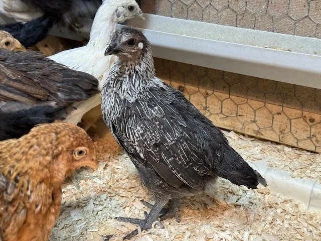 Silkie Showgirl Chick | Sugar Feather Farm