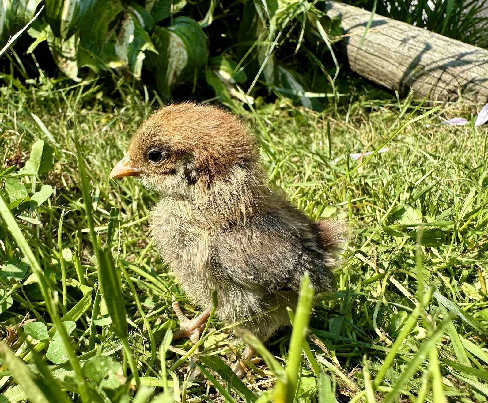 Silkie Showgirl Chick | Sugar Feather Farm