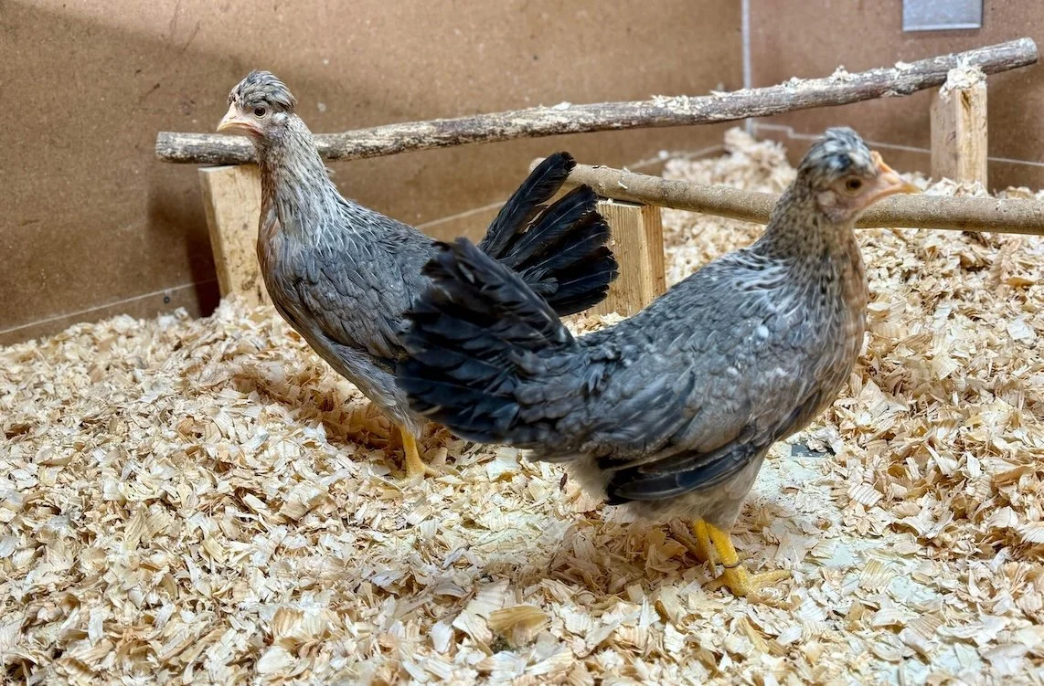 Serama Chicks for Sale | Mini Bantams & Teacup Chickens | Sugar Feather ...