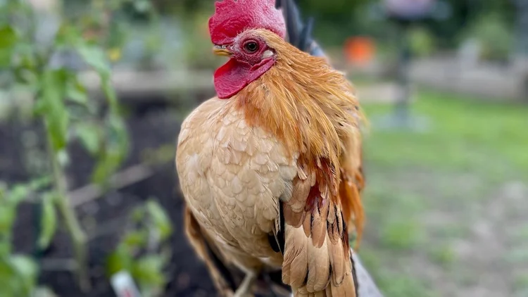 All About Chicken Combs! | Sugar Feather Farm