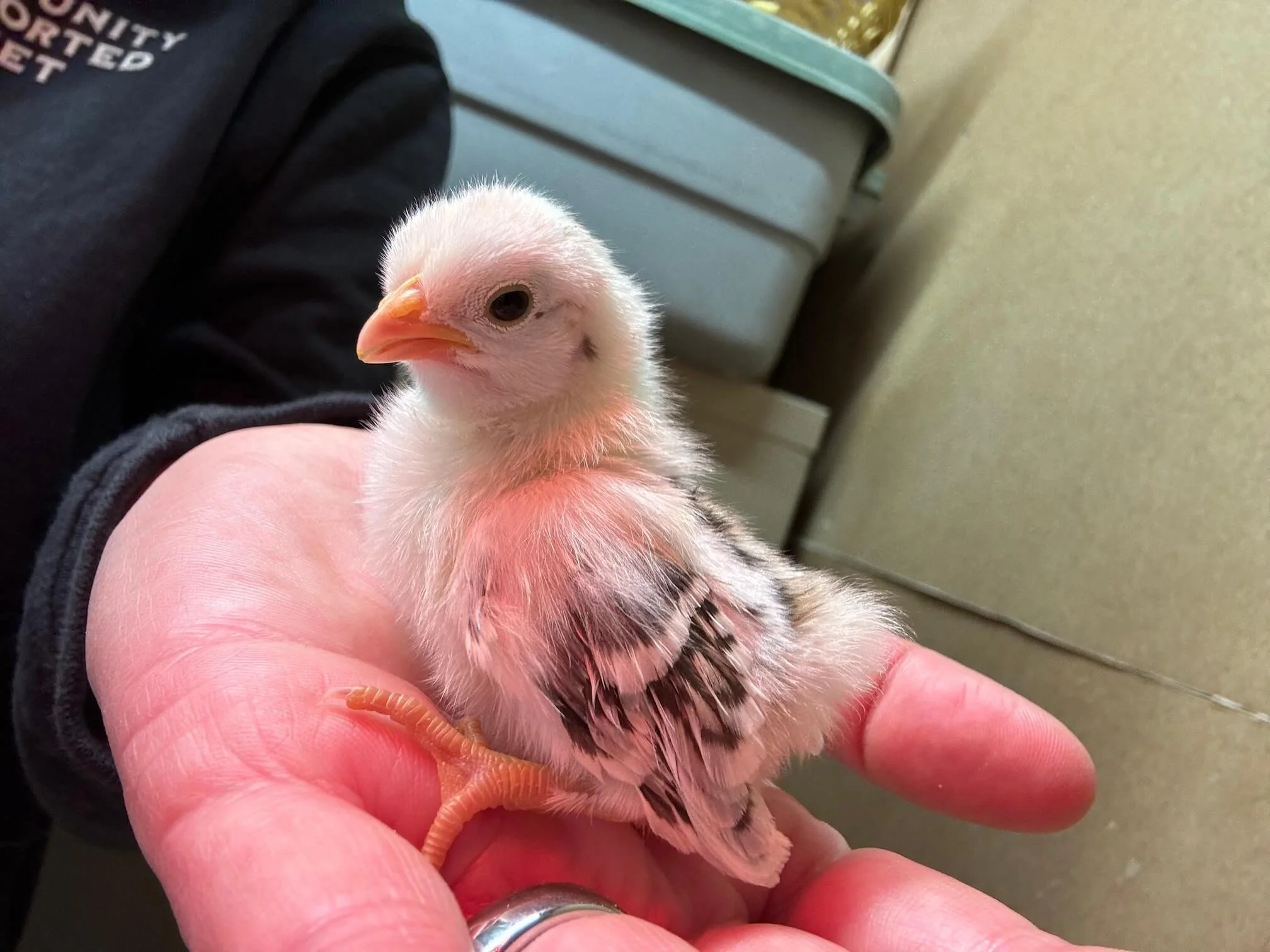 Rare Breed Mystery Chick Bundle - Buy 6 Chicks | Sugar Feather Farm ...