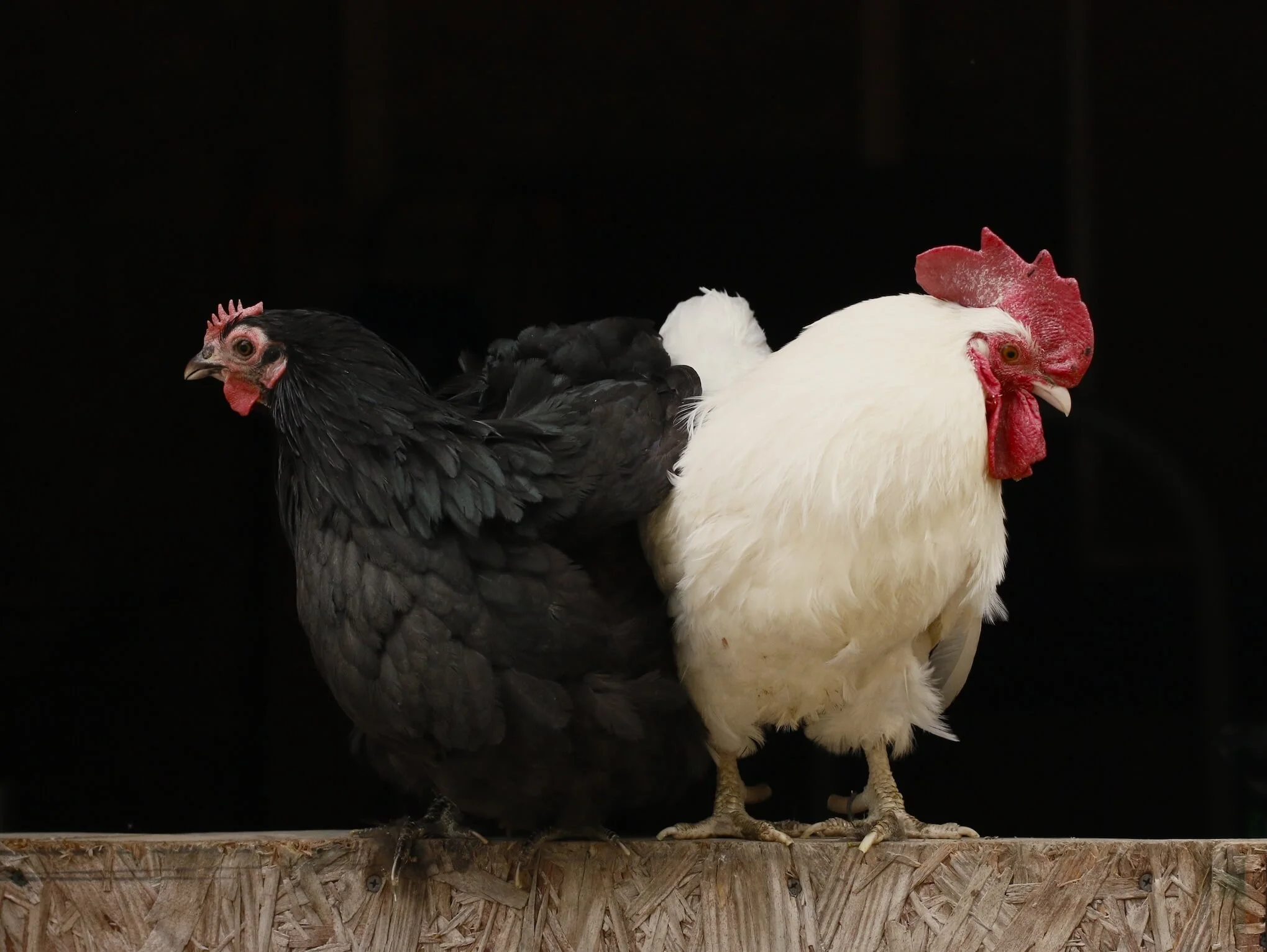 Bantam Cochin Starter Pullet | Sugar Feather Farm