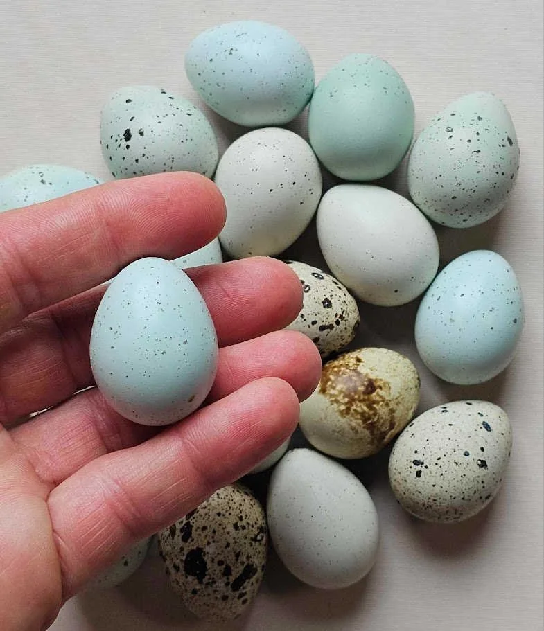 Coturnix & Celadon Quail Chicks | Eggs, Meat & Blue Egg Layers | Sugar ...