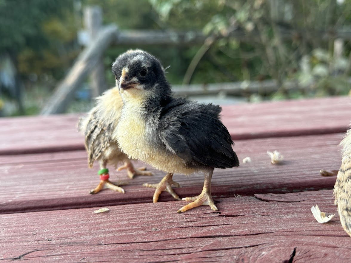 Swedish Flower Hens Chick | Sugar Feather Farm