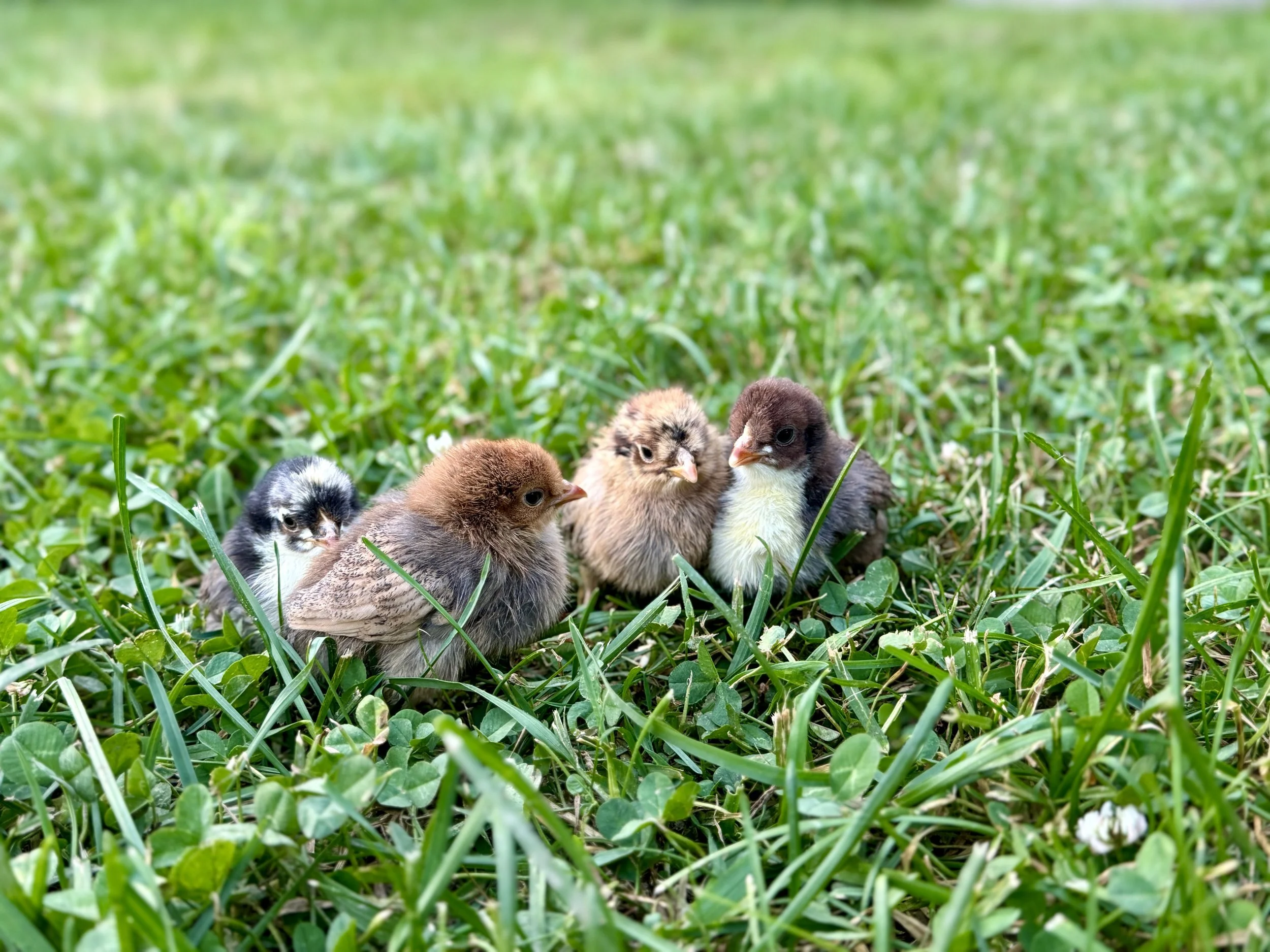 Silkie Showgirl Chick | Sugar Feather Farm