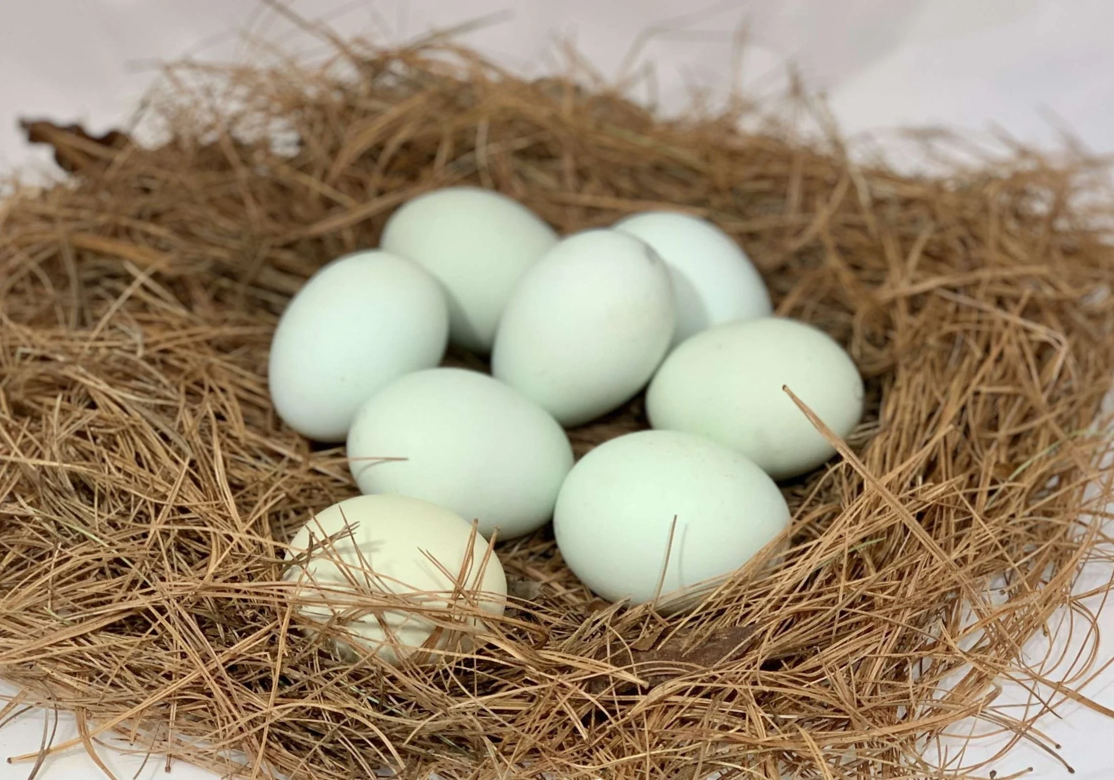 Sugar Feather True Blue Chicks | Sugar Feather Farm