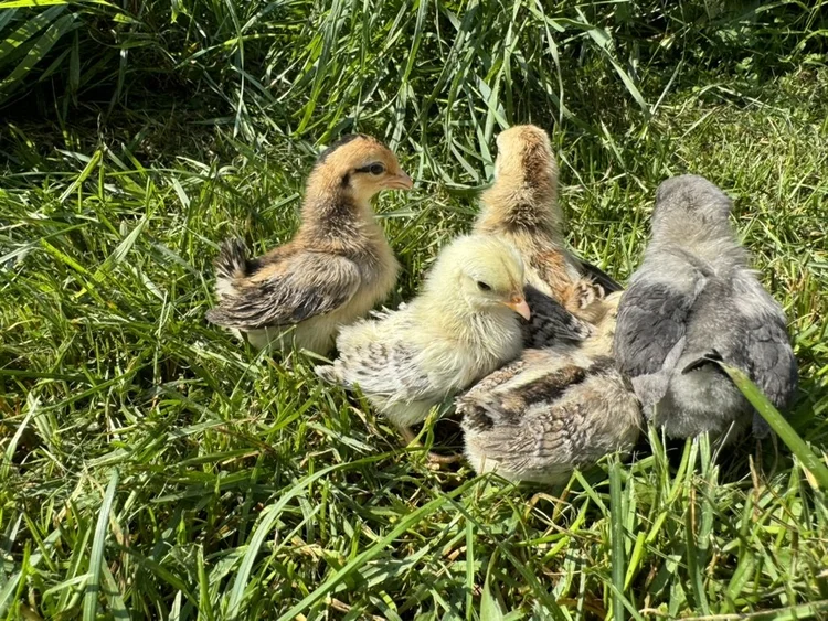 Gold Laced Polish Chicks | Sugar Feather Farm