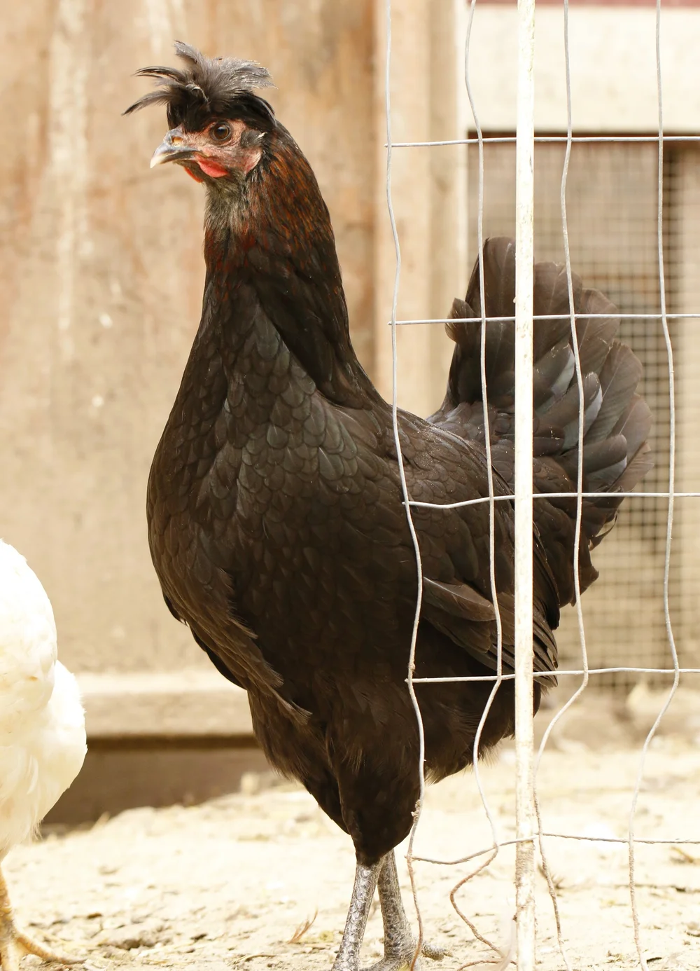 Ayam Cemani Chicks for Sale - Rare Black Chickens | Sugar Feather Farm ...