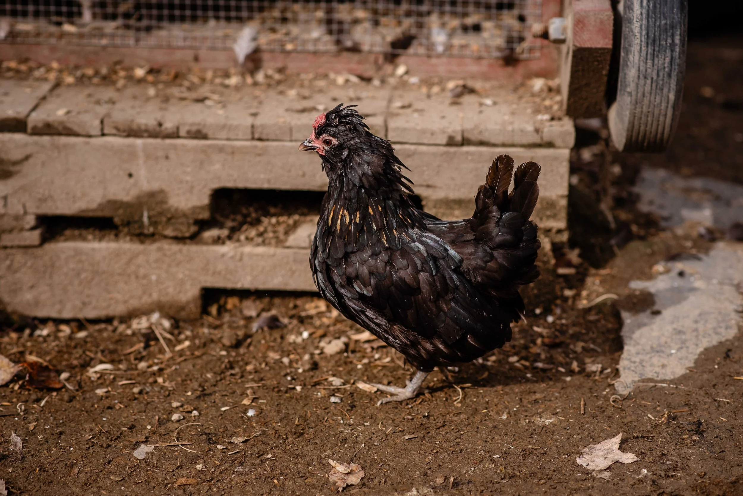 Serama Chicks for Sale | Mini Bantams & Teacup Chickens | Sugar Feather ...