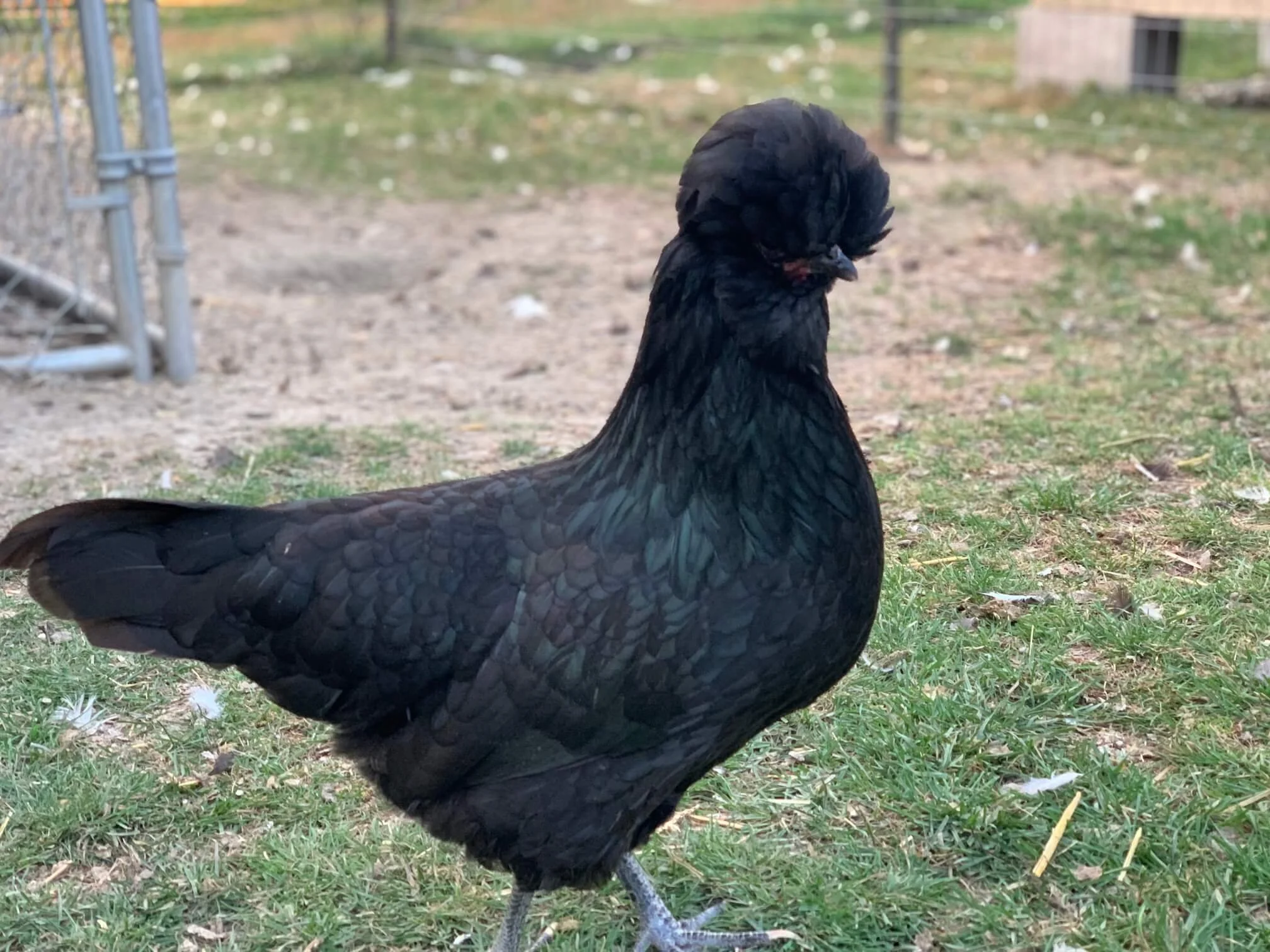 Ayam Cemani Chicks for Sale - Rare Black Chickens | Sugar Feather Farm ...