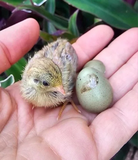 Button Quail Chicks | Sugar Feather Farm