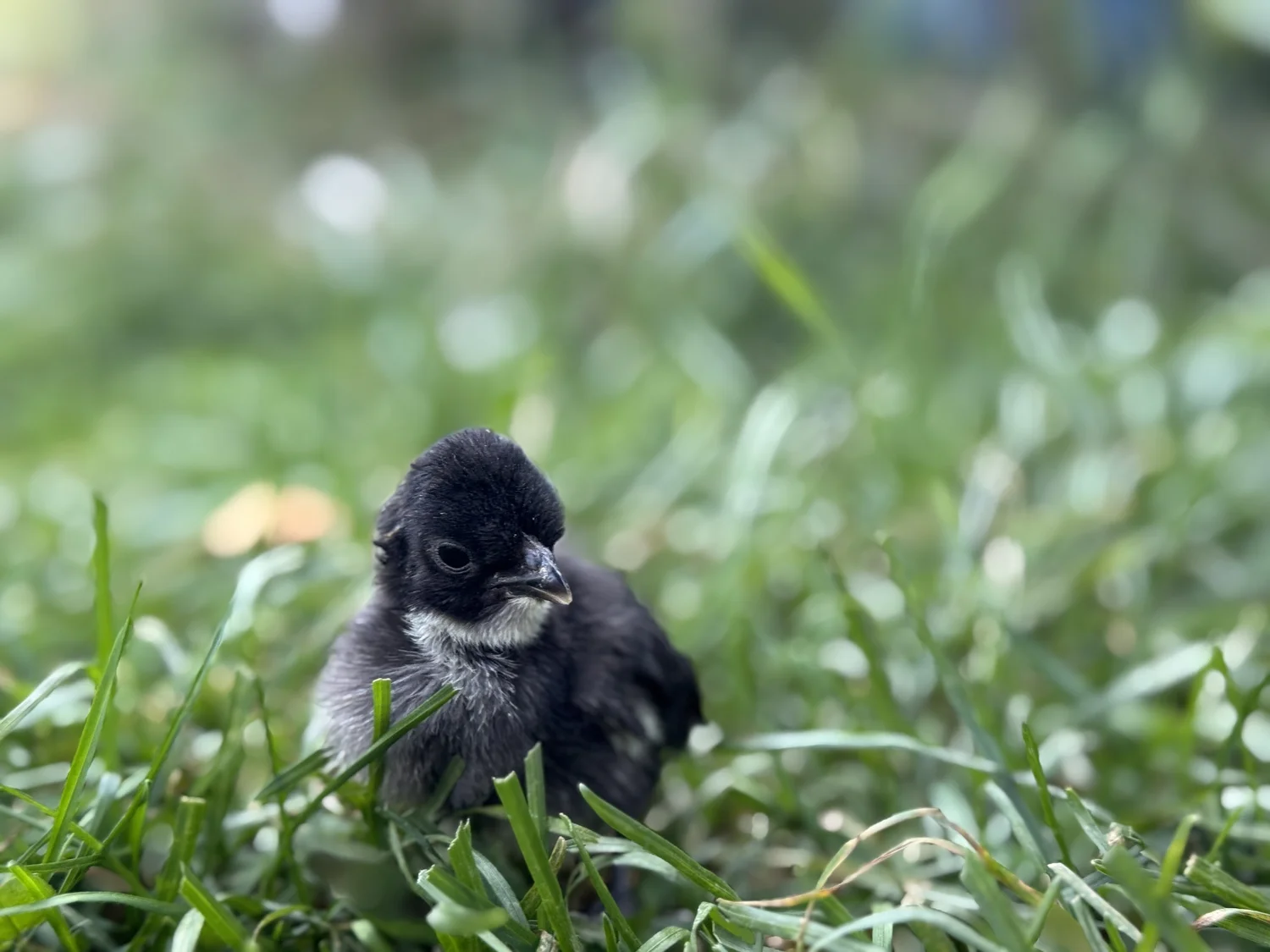 True Blue Chicken Chicks | Blue Egg Layers | Sugar Feather Farm