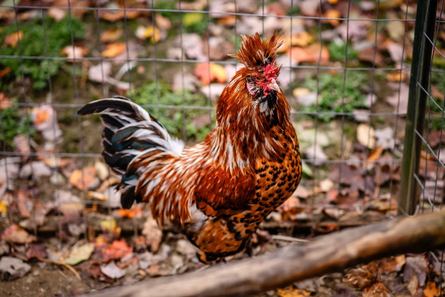 Serama Chicks for Sale | Mini Bantams & Teacup Chickens | Sugar Feather ...
