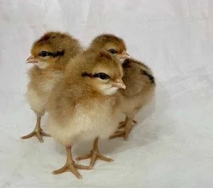 Serama Chicks for Sale | Mini Bantams & Teacup Chickens | Sugar Feather ...