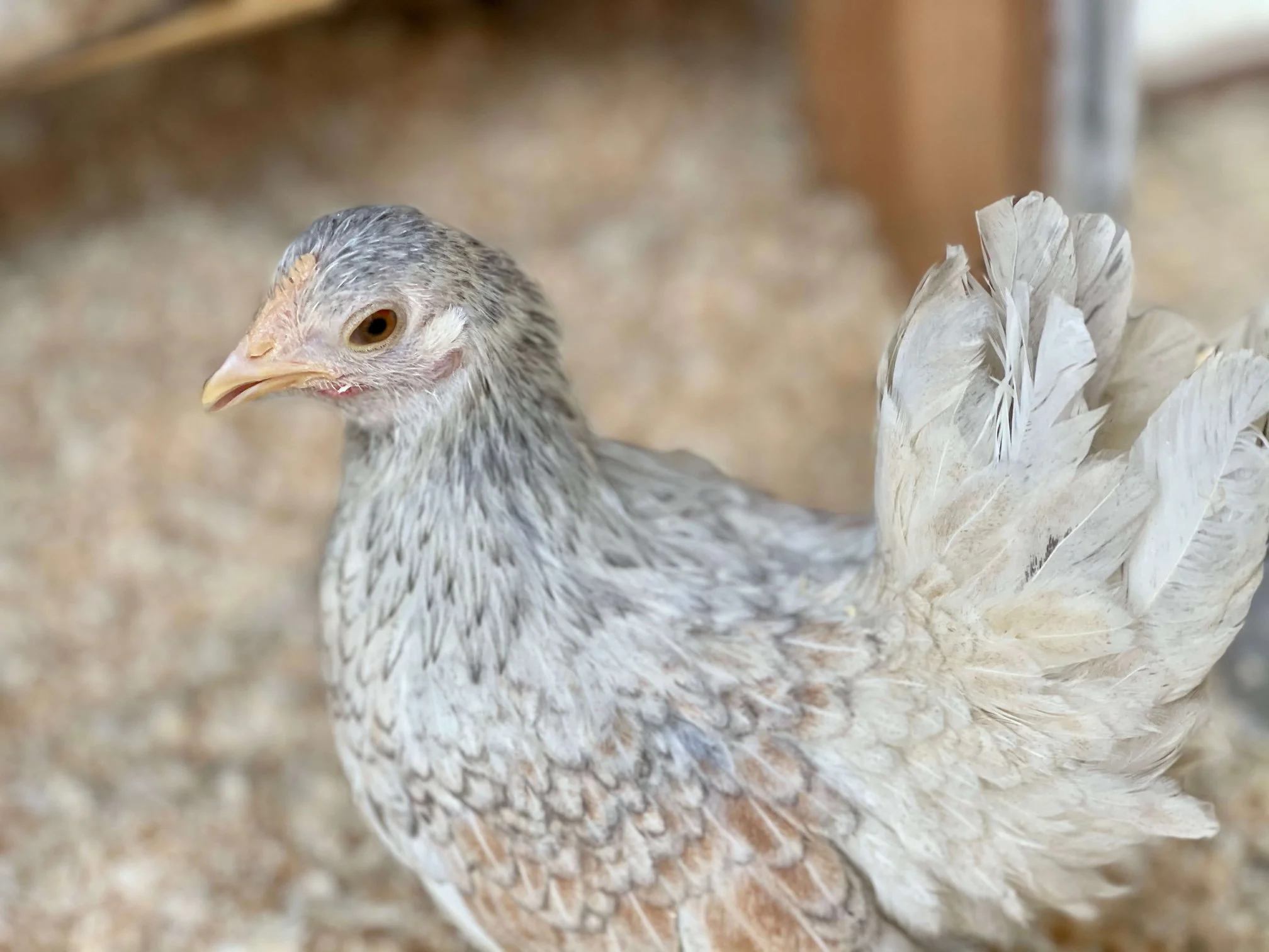Serama Chicks for Sale | Mini Bantams & Teacup Chickens | Sugar Feather ...
