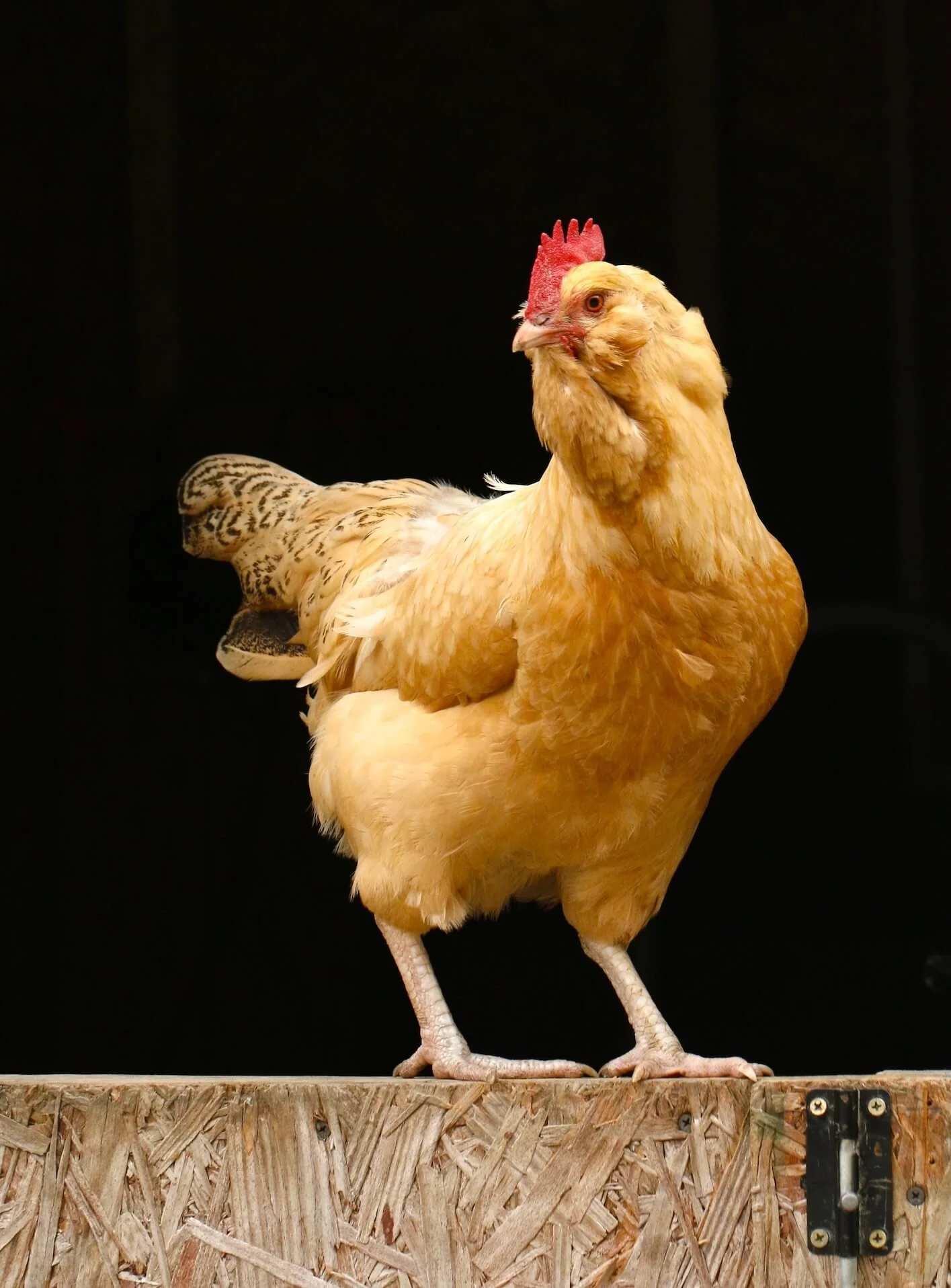 Hmong Chicks | Sugar Feather Farm