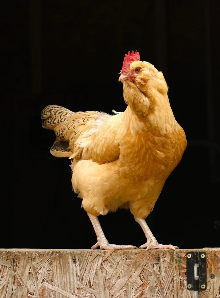 Tolbunt Polish Chicks | Sugar Feather Farm