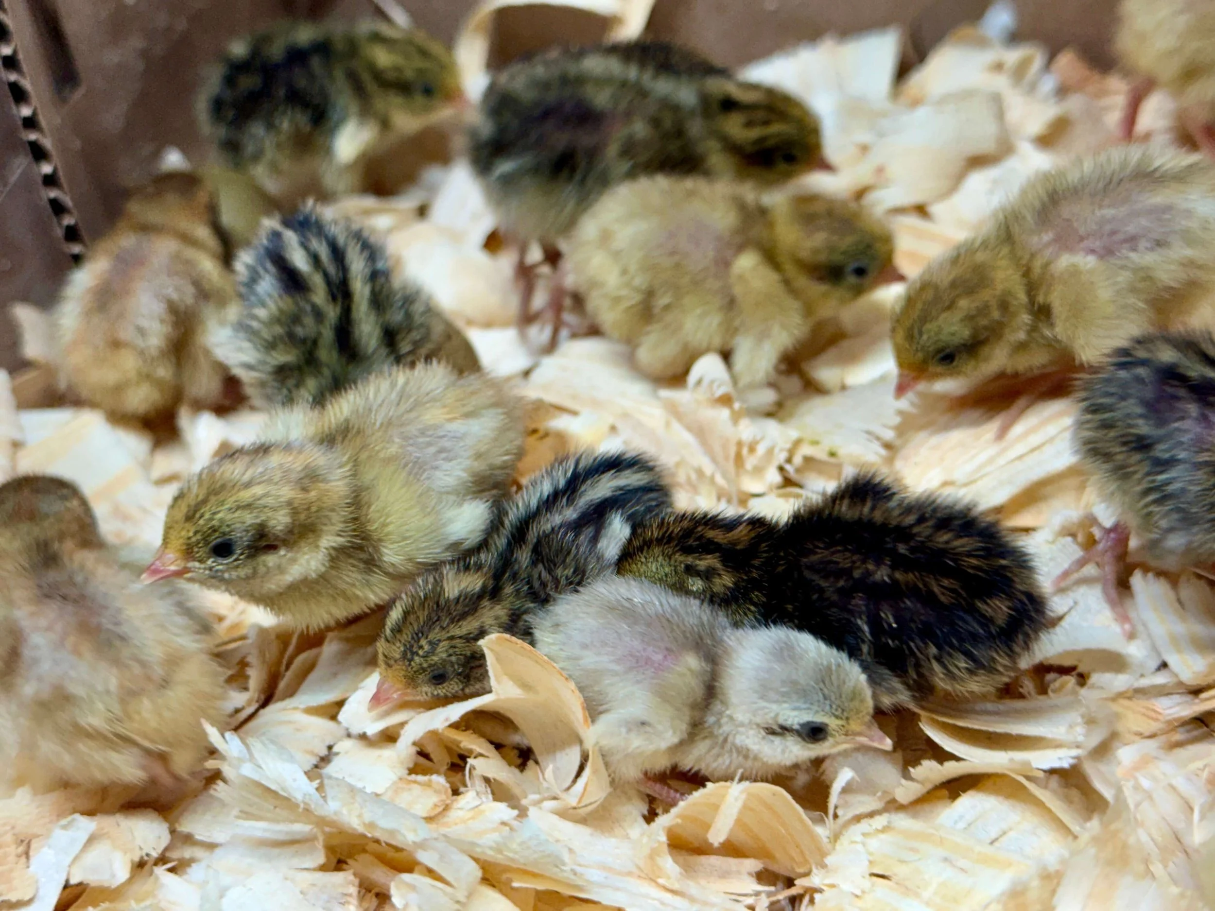 Coturnix & Celadon Quail Chicks | Eggs, Meat & Blue Egg Layers | Sugar ...