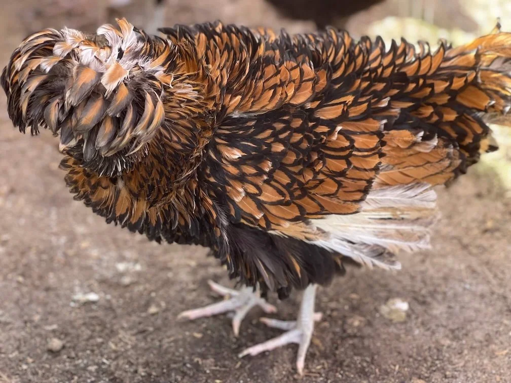 Serama Chicks for Sale | Mini Bantams & Teacup Chickens | Sugar Feather ...