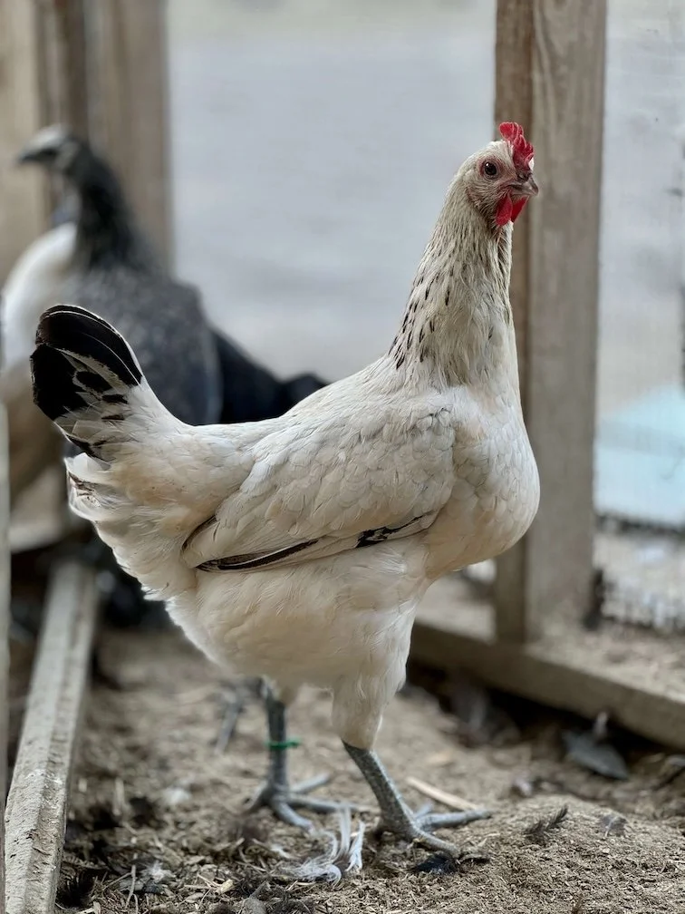 Silkie Showgirl Chick | Sugar Feather Farm