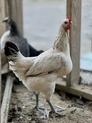 Serama Chicks for Sale | Mini Bantams & Teacup Chickens | Sugar Feather ...