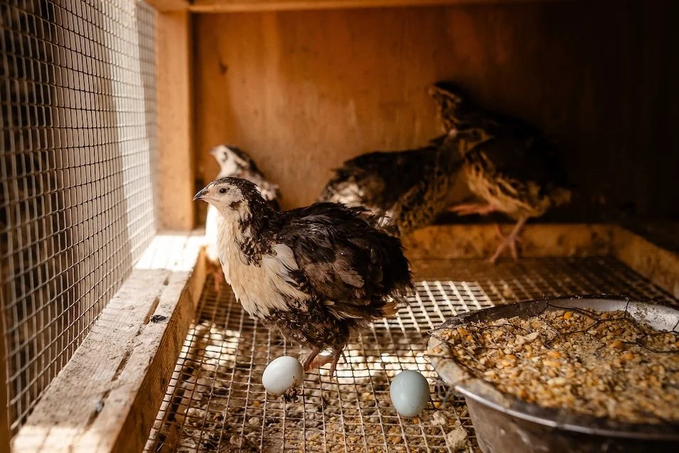 Coturnix & Celadon Quail Chicks | Eggs, Meat & Blue Egg Layers | Sugar ...