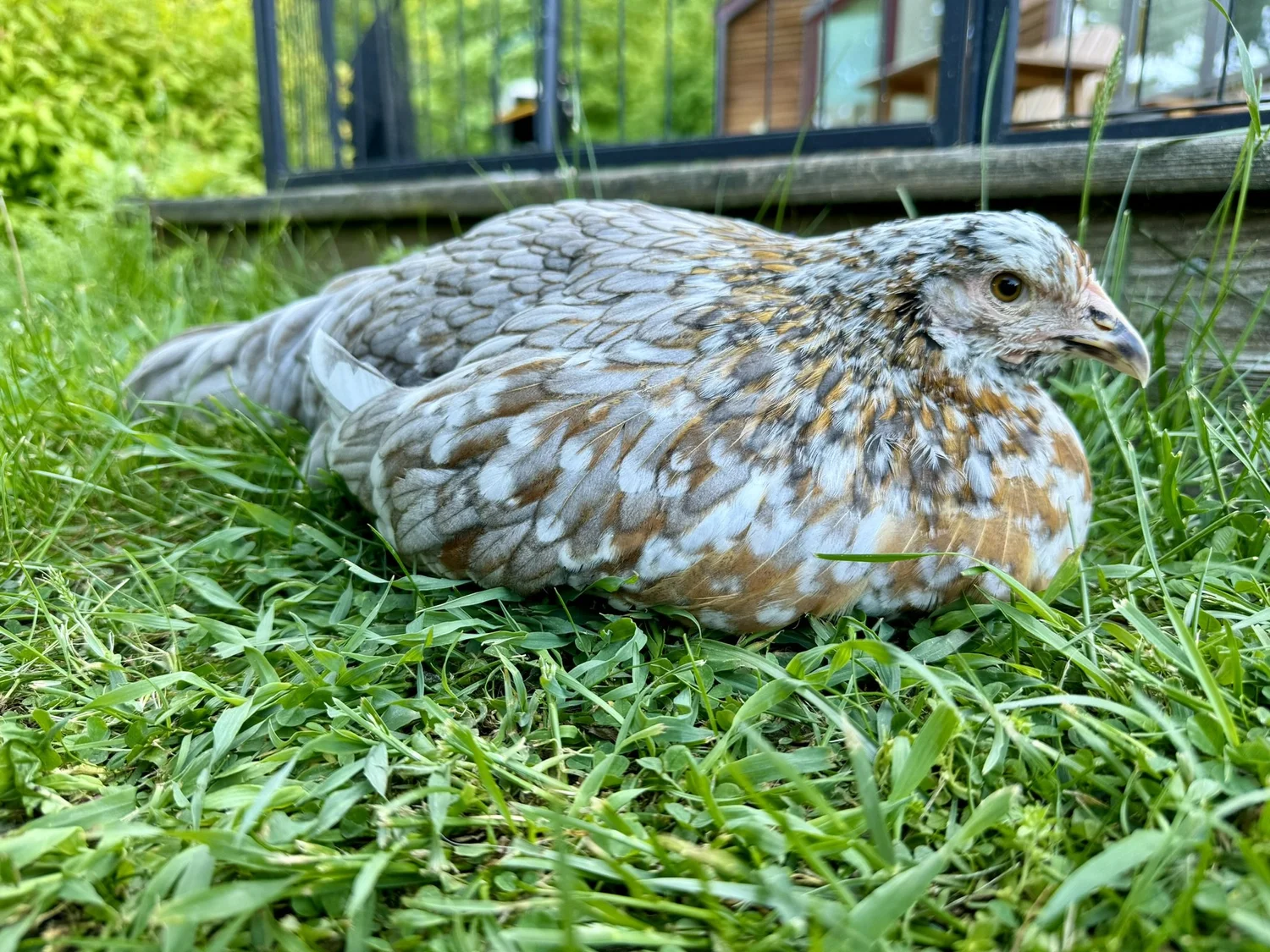 Serama Chicks for Sale | Mini Bantams & Teacup Chickens | Sugar Feather ...