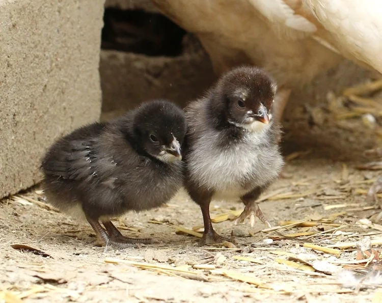 Sugar Feather True Blue Chicks | Sugar Feather Farm
