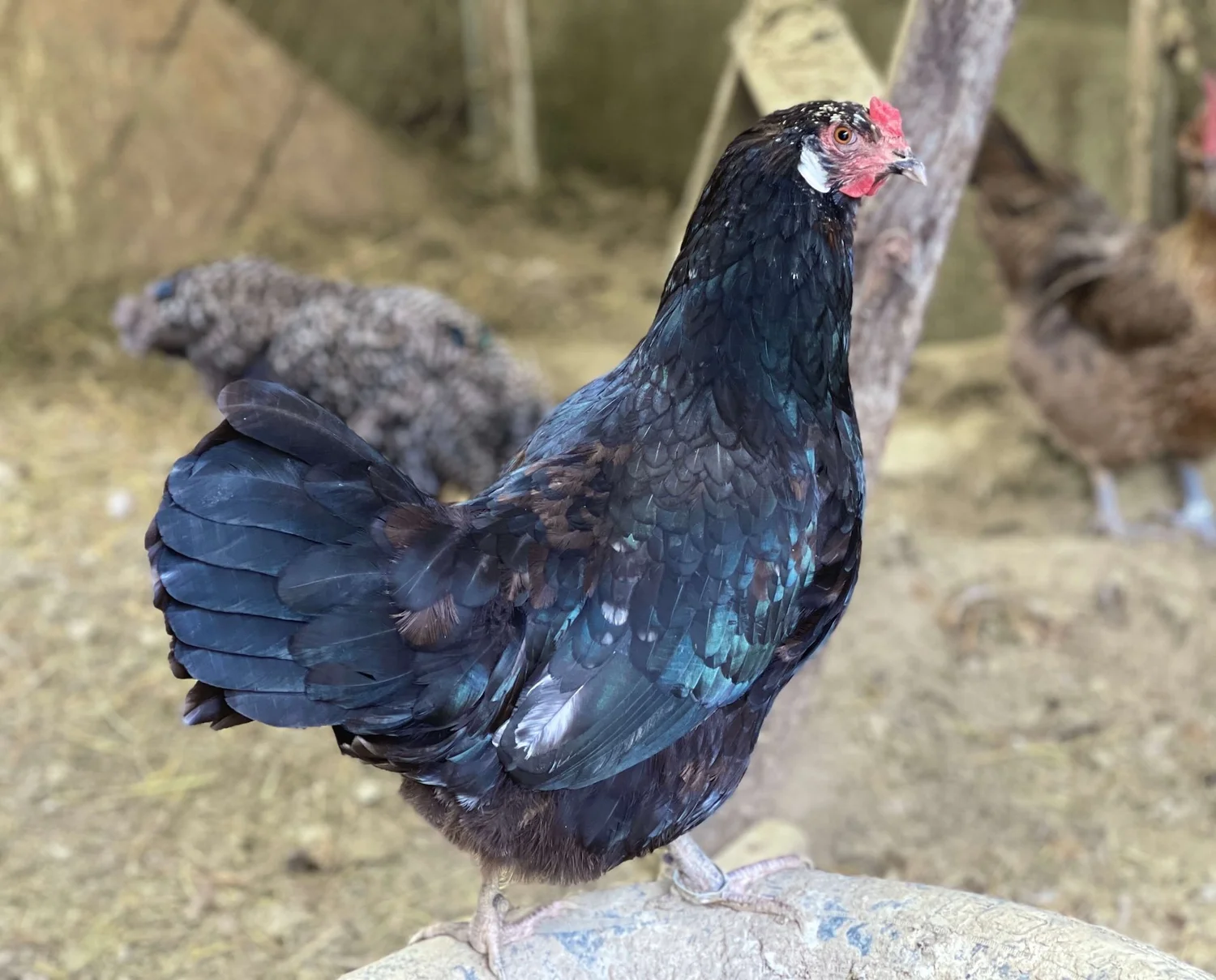 Ayam Cemani Chicks for Sale - Rare Black Chickens | Sugar Feather Farm ...