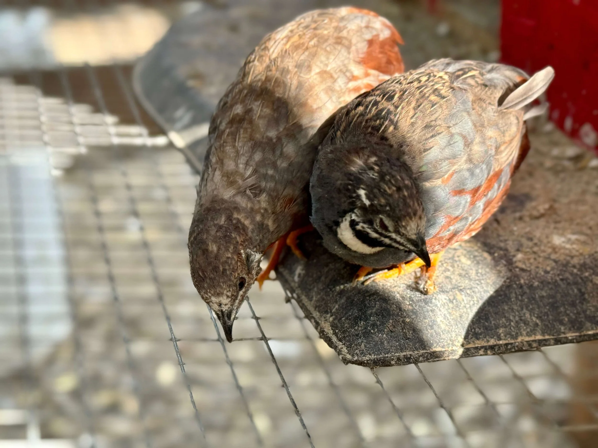 Button Quail Unsexed Chicks | Sugar Feather Farm