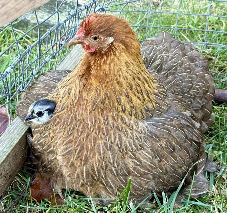 Tolbunt Polish Chicks | Sugar Feather Farm