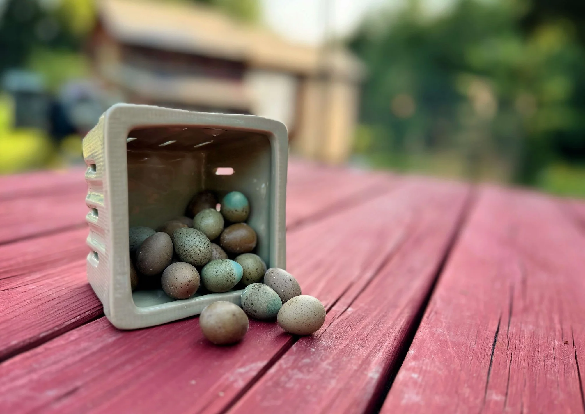 Coturnix & Celadon Quail Chicks | Eggs, Meat & Blue Egg Layers | Sugar ...