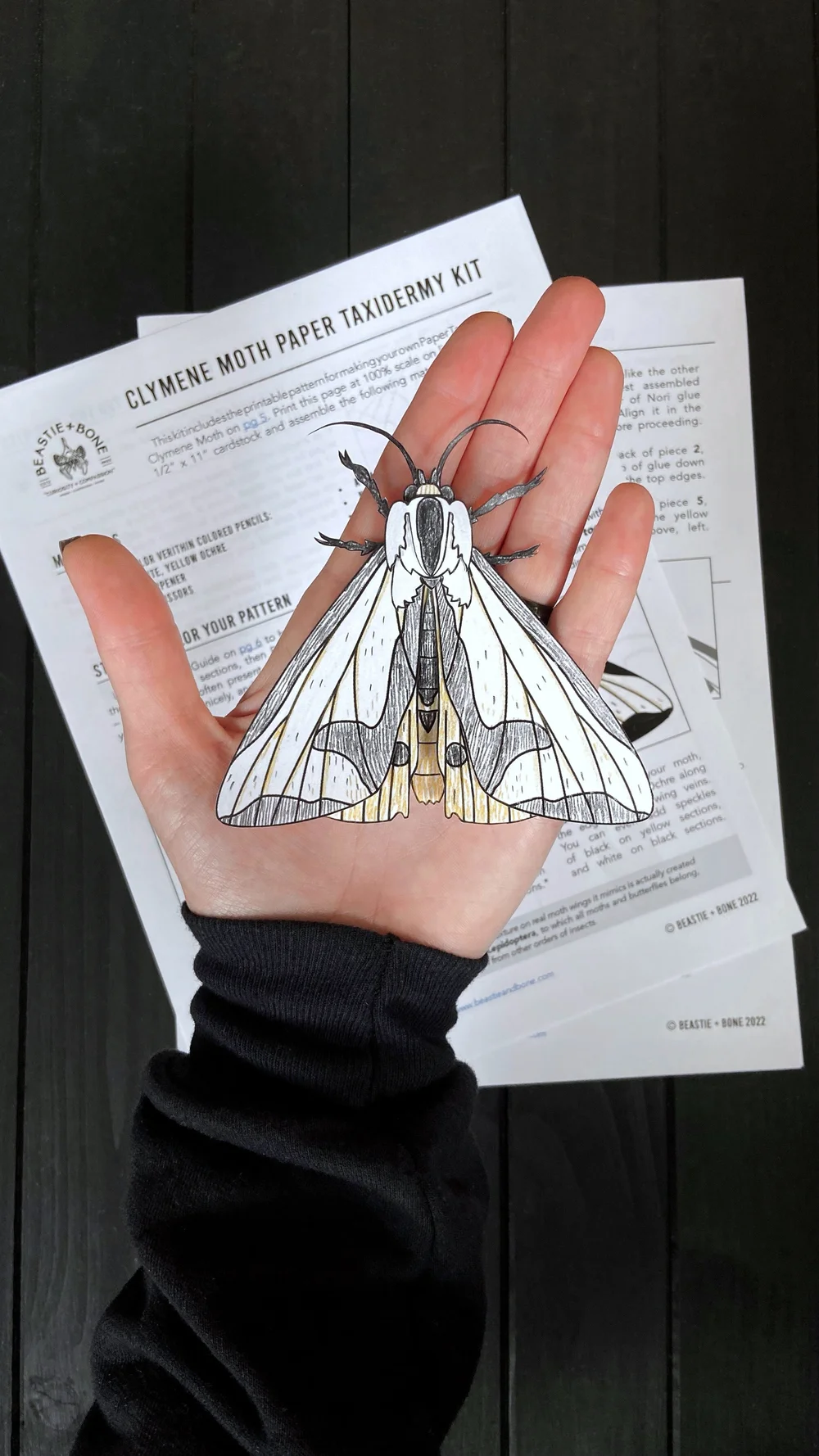 Deluxe Virgin Tiger Moth Downloadable Paper Entomology Kit — Beastie ...