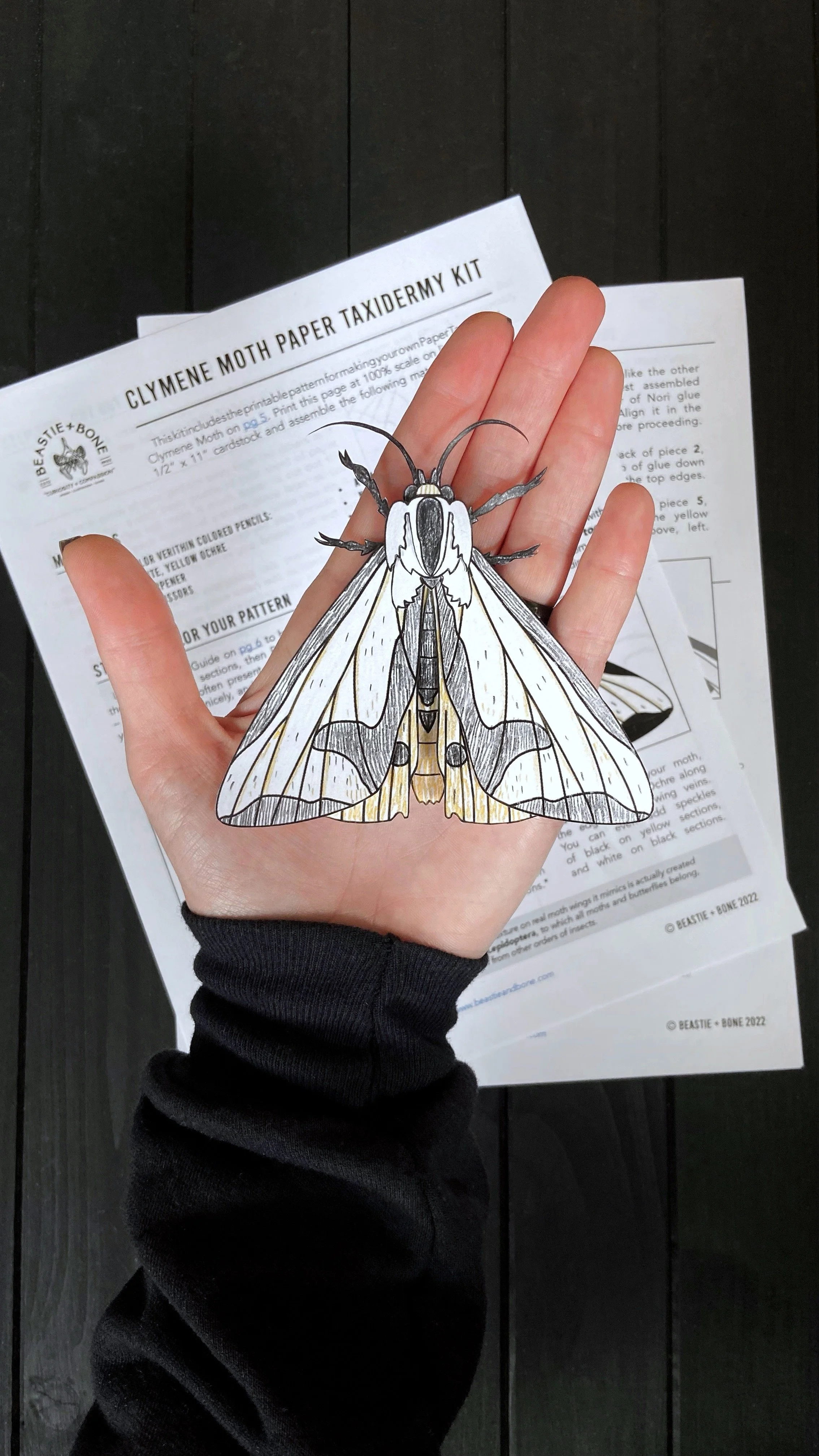 Deluxe Virgin Tiger Moth Downloadable Paper Entomology Kit — Beastie ...