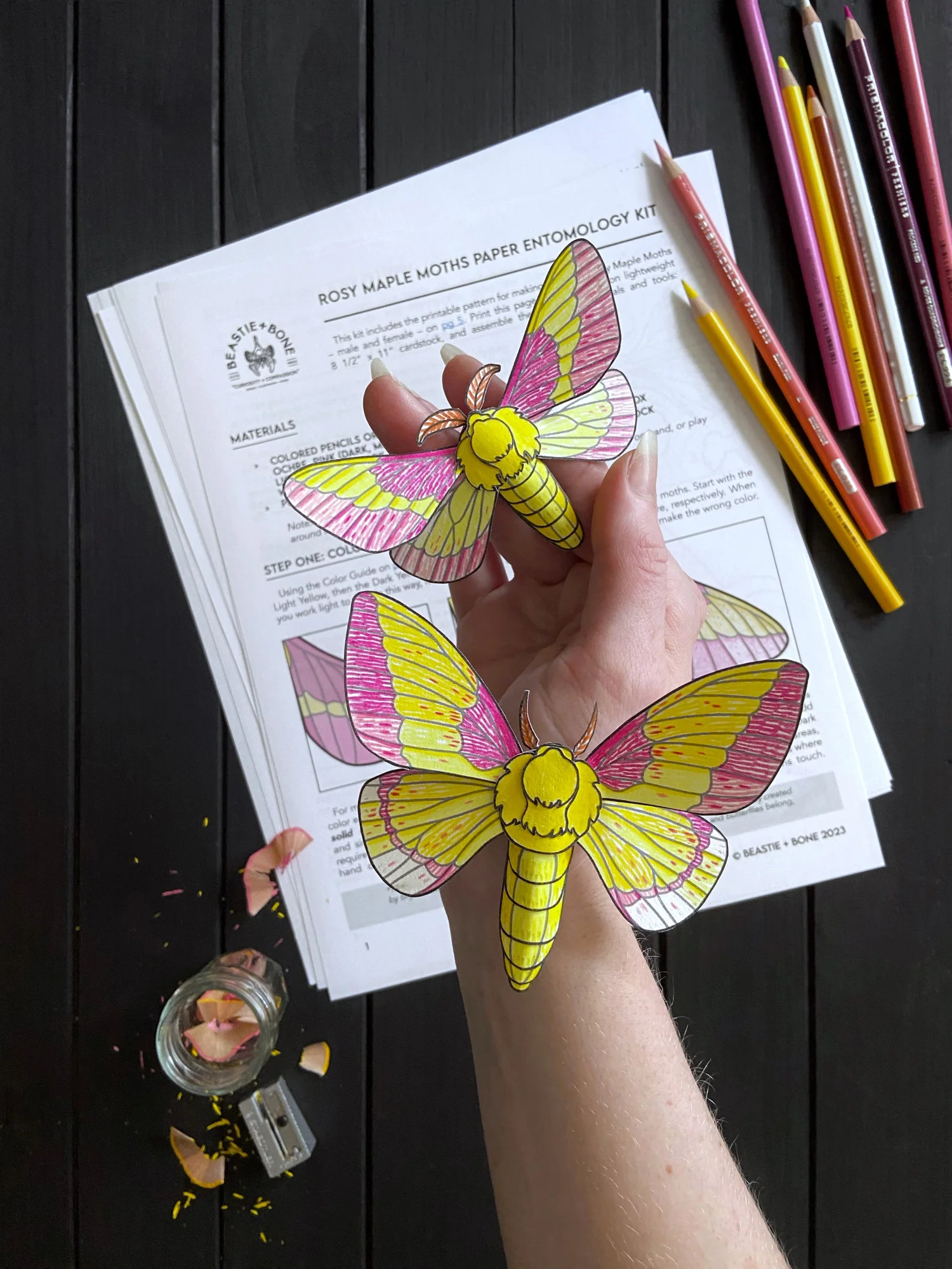 Deluxe Periodical Cicada Downloadable Paper Entomology Kit — Beastie ...