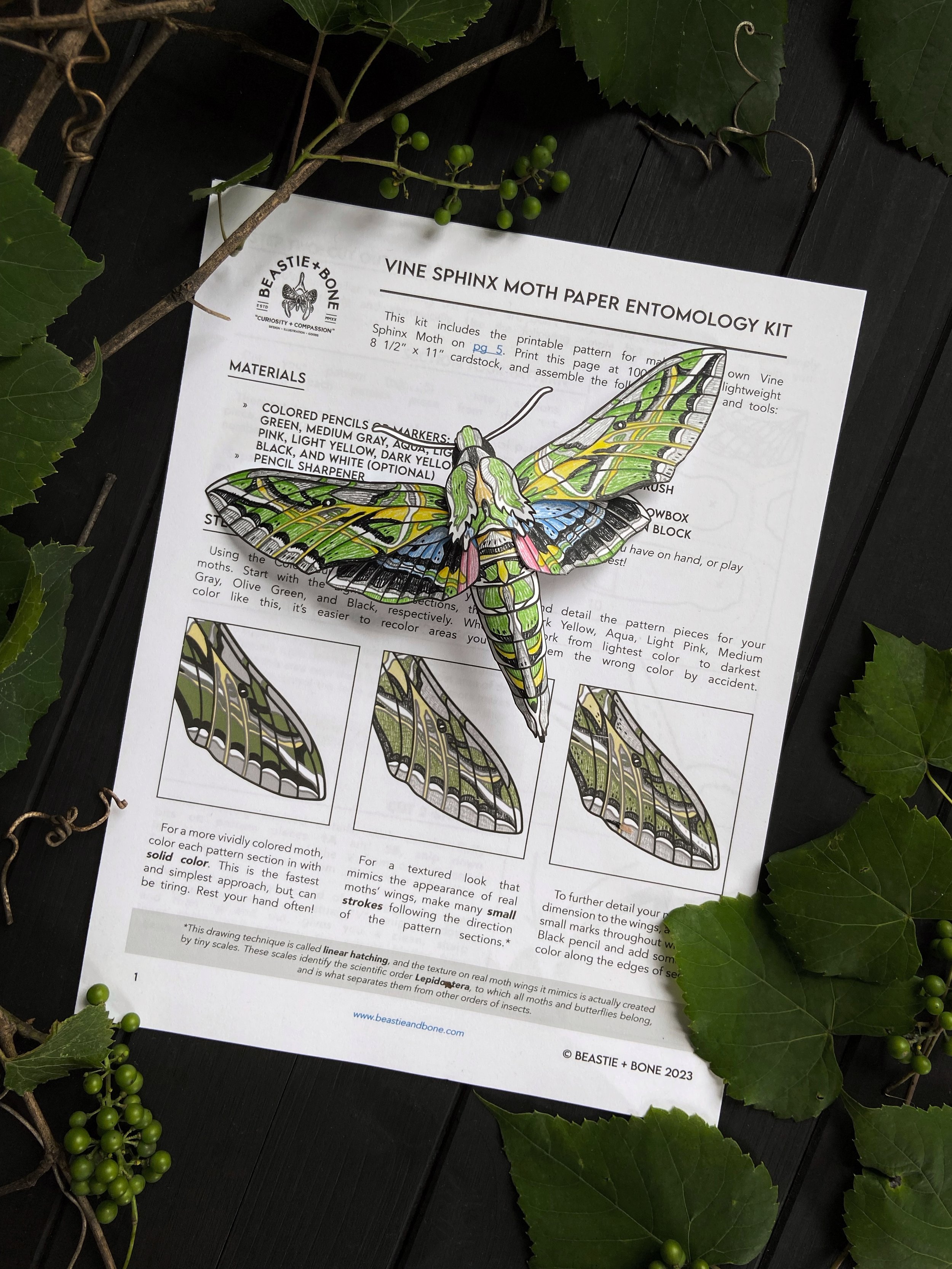 Deluxe Stag Beetle Downloadable Paper Entomology Kit — Beastie and Bone