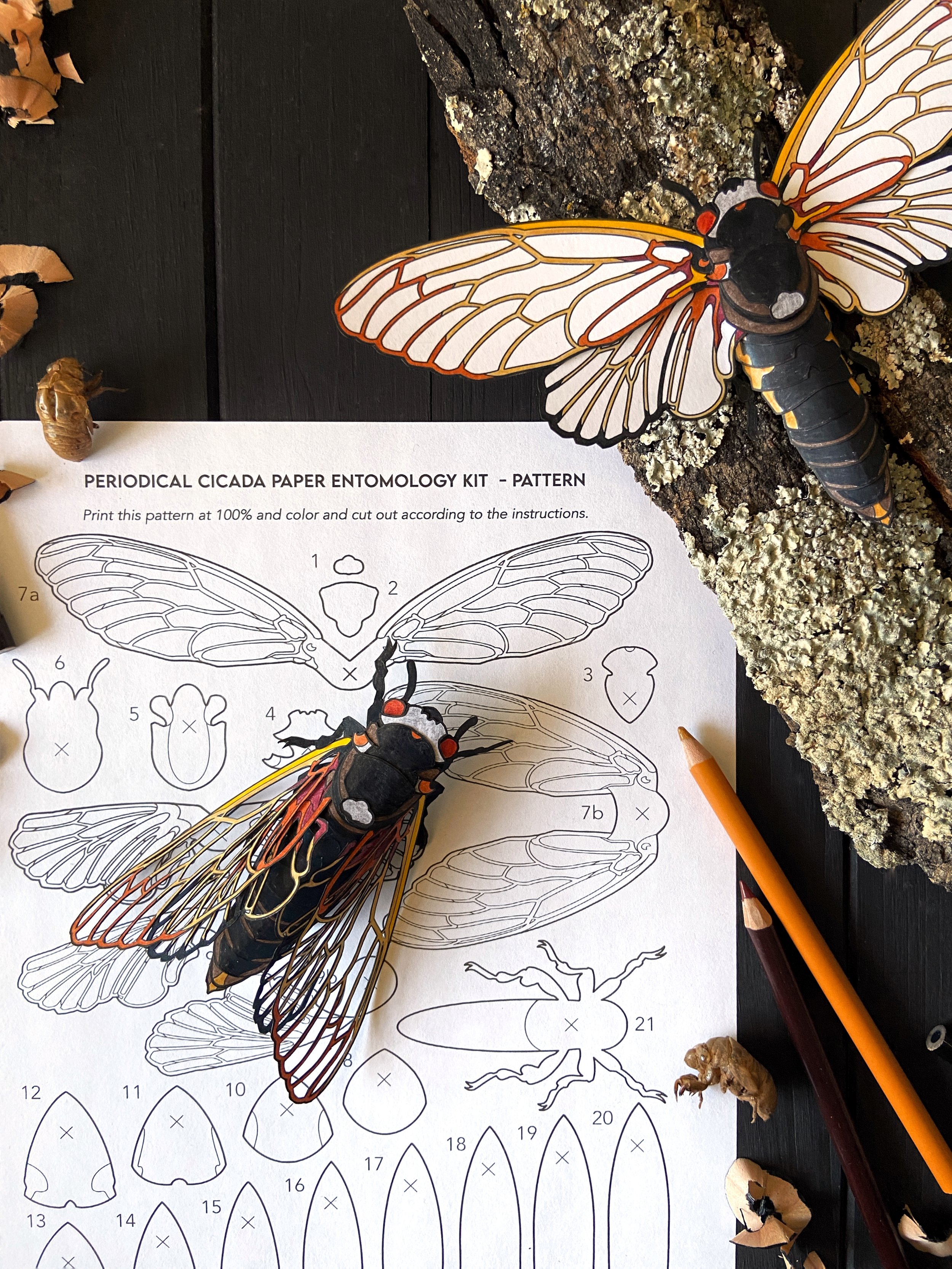 Deluxe Stag Beetle Downloadable Paper Entomology Kit — Beastie and Bone